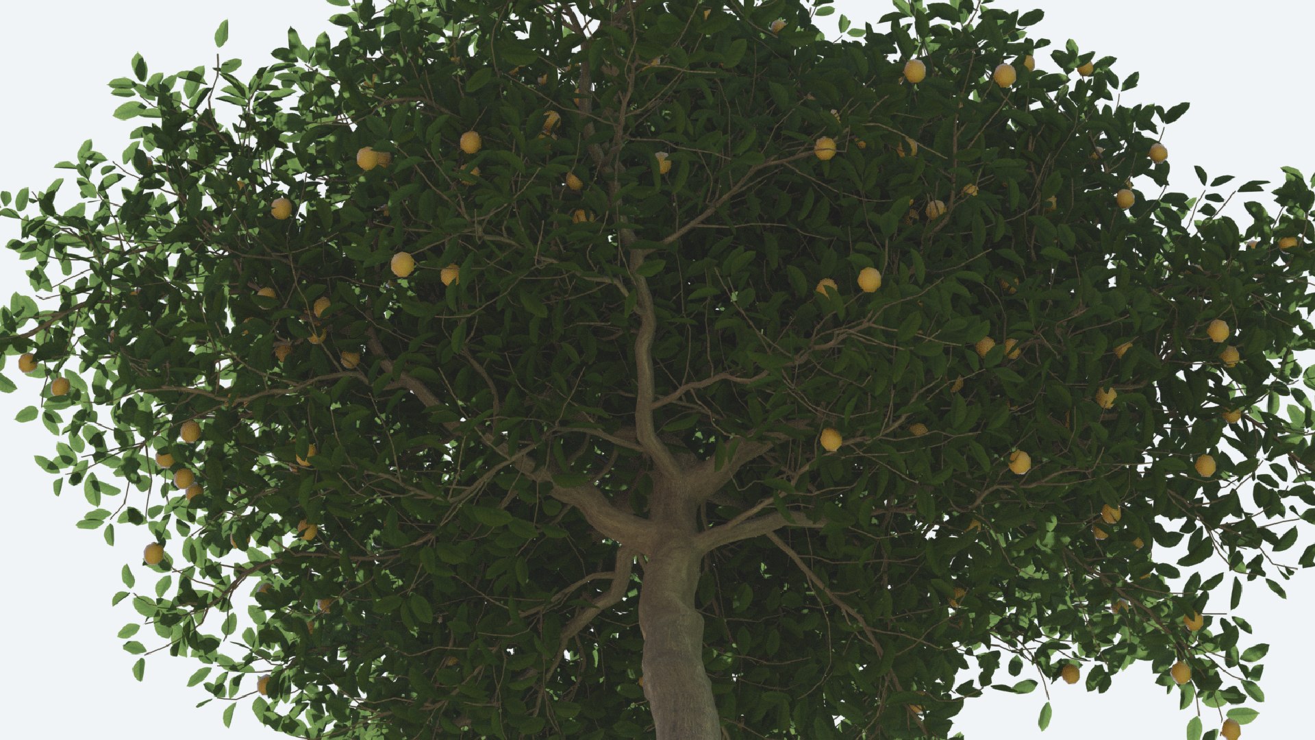3D Lemon Tree Pack - TurboSquid 1537174