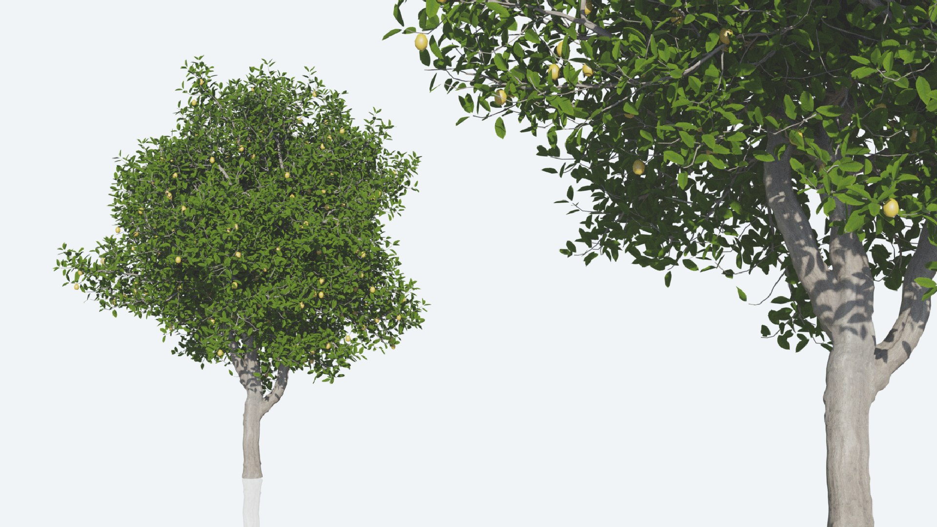 3D Lemon Tree Pack - TurboSquid 1537174