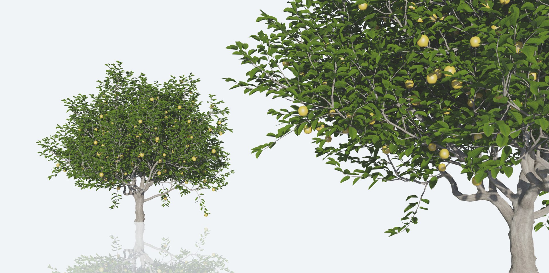 3D Lemon Tree Pack - TurboSquid 1537174