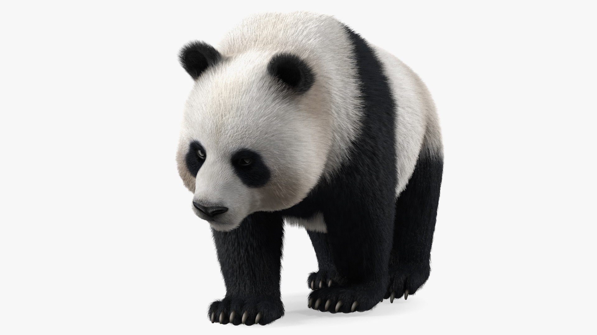 3D Giant Panda Walking Pose Fur model - TurboSquid 1810282