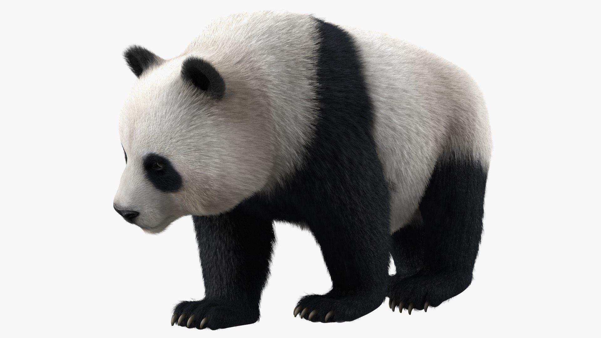 3D Giant Panda Walking Pose Fur Model - TurboSquid 1810282
