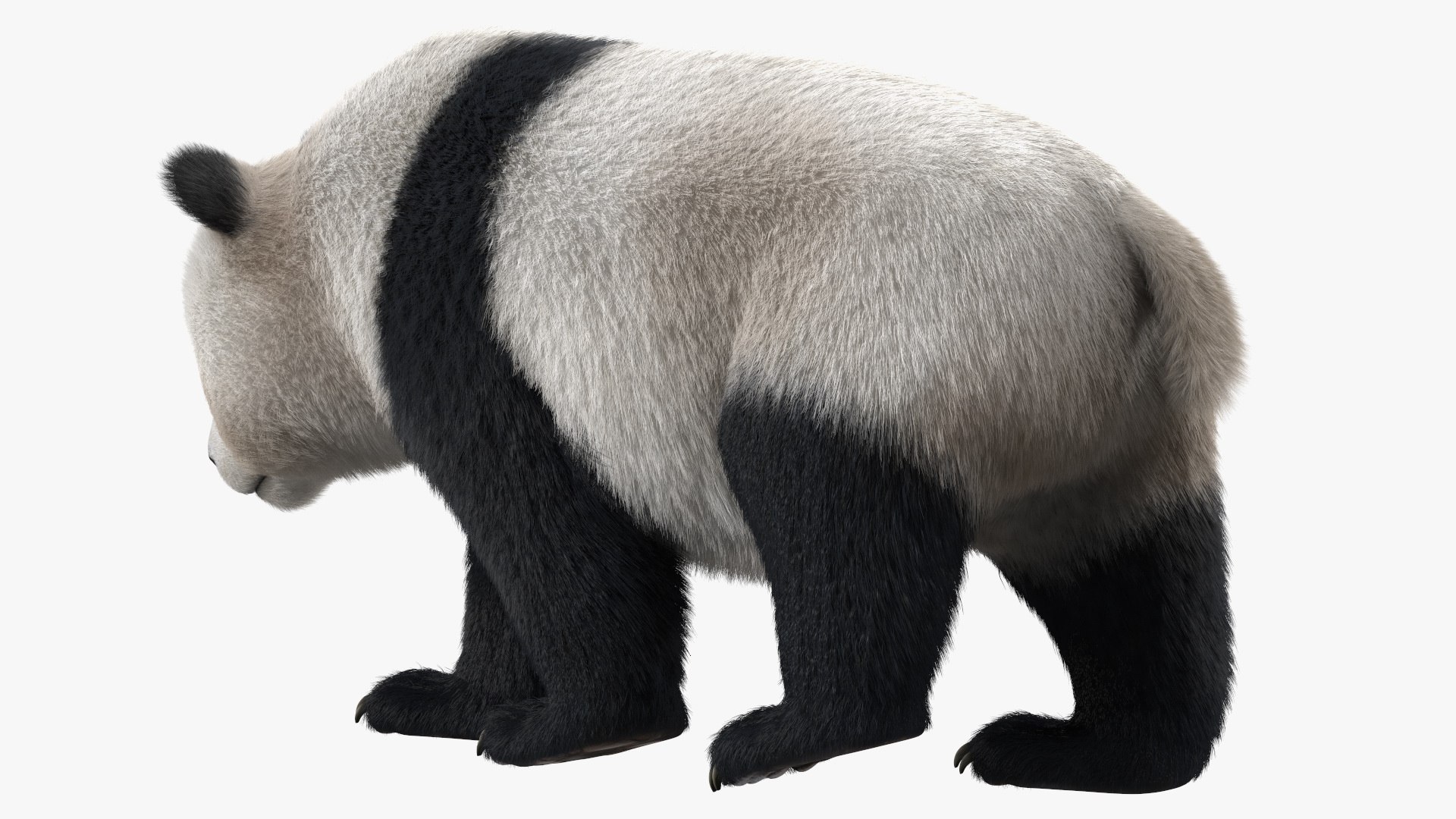 3D Giant Panda Walking Pose Fur Model - TurboSquid 1810282