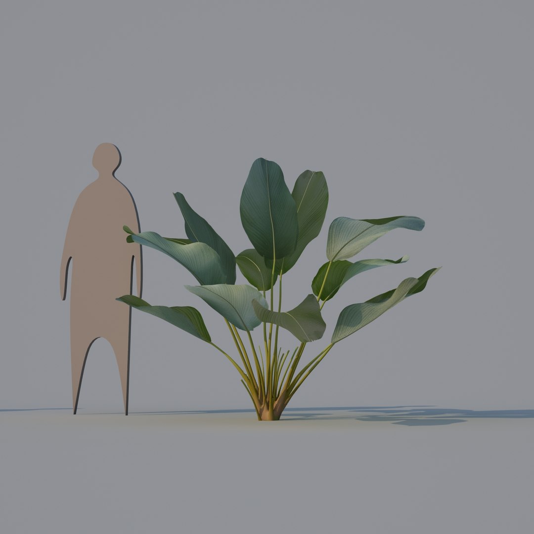 3D Lutea Calathea - TurboSquid 1430423