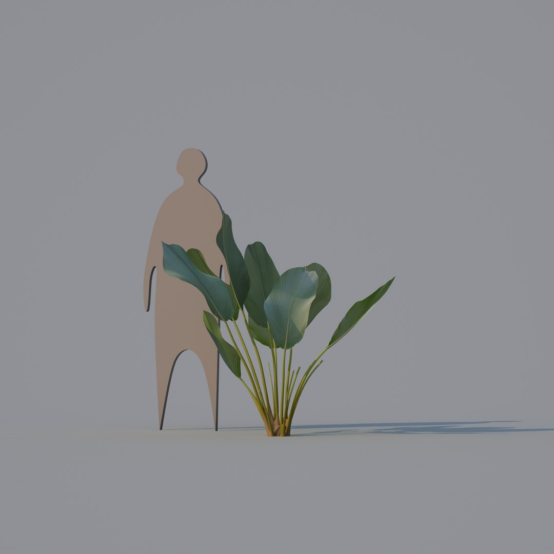3D Lutea Calathea - TurboSquid 1430423