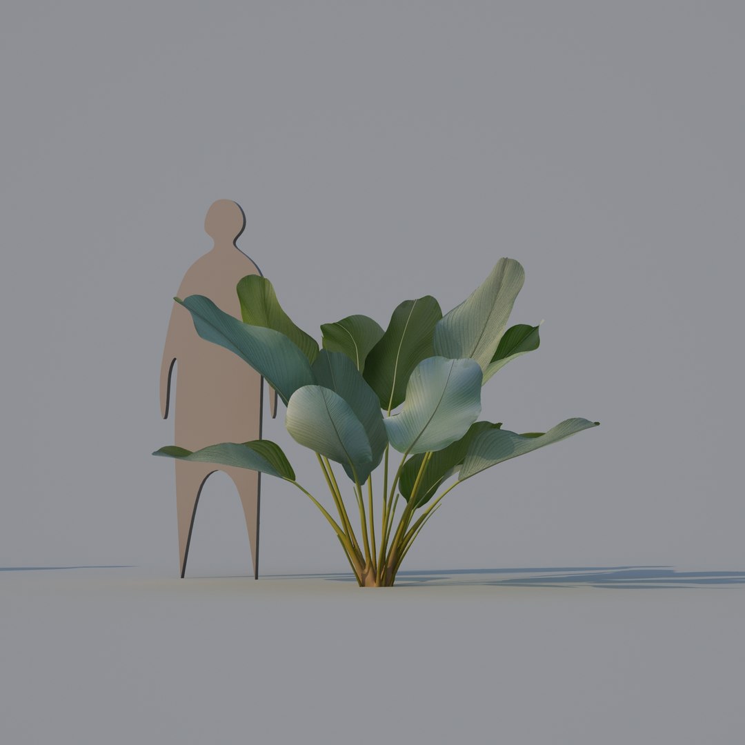 3D Lutea Calathea - TurboSquid 1430423