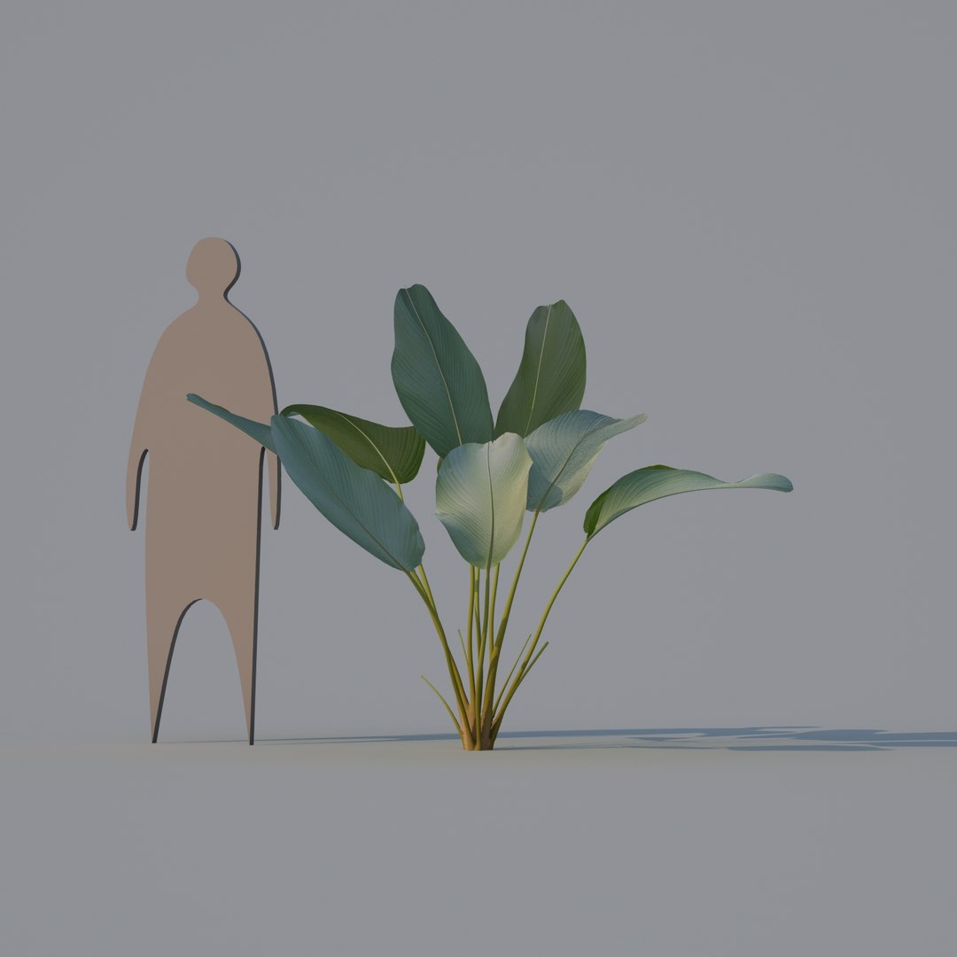 3D Lutea Calathea - TurboSquid 1430423