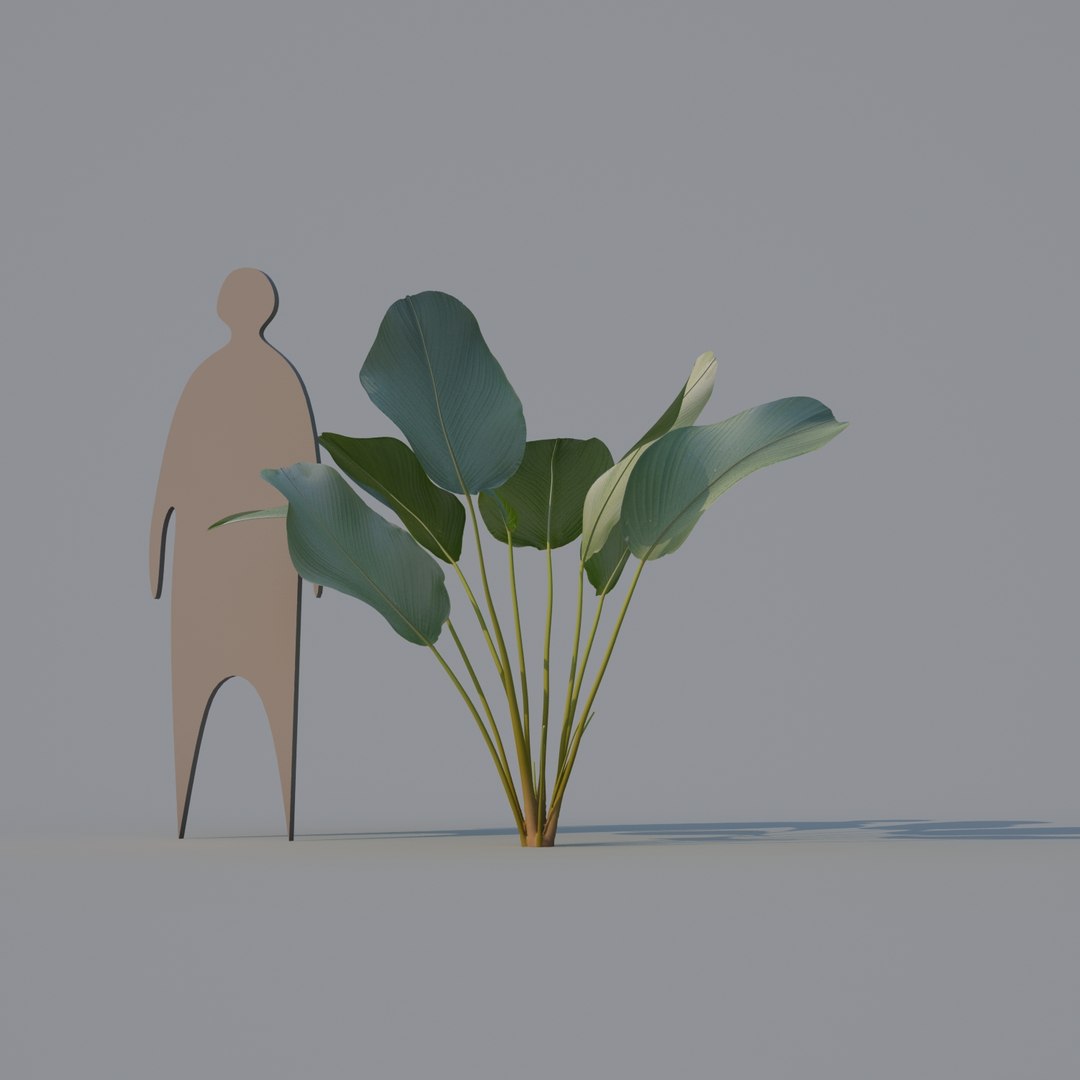 3D Lutea Calathea - TurboSquid 1430423