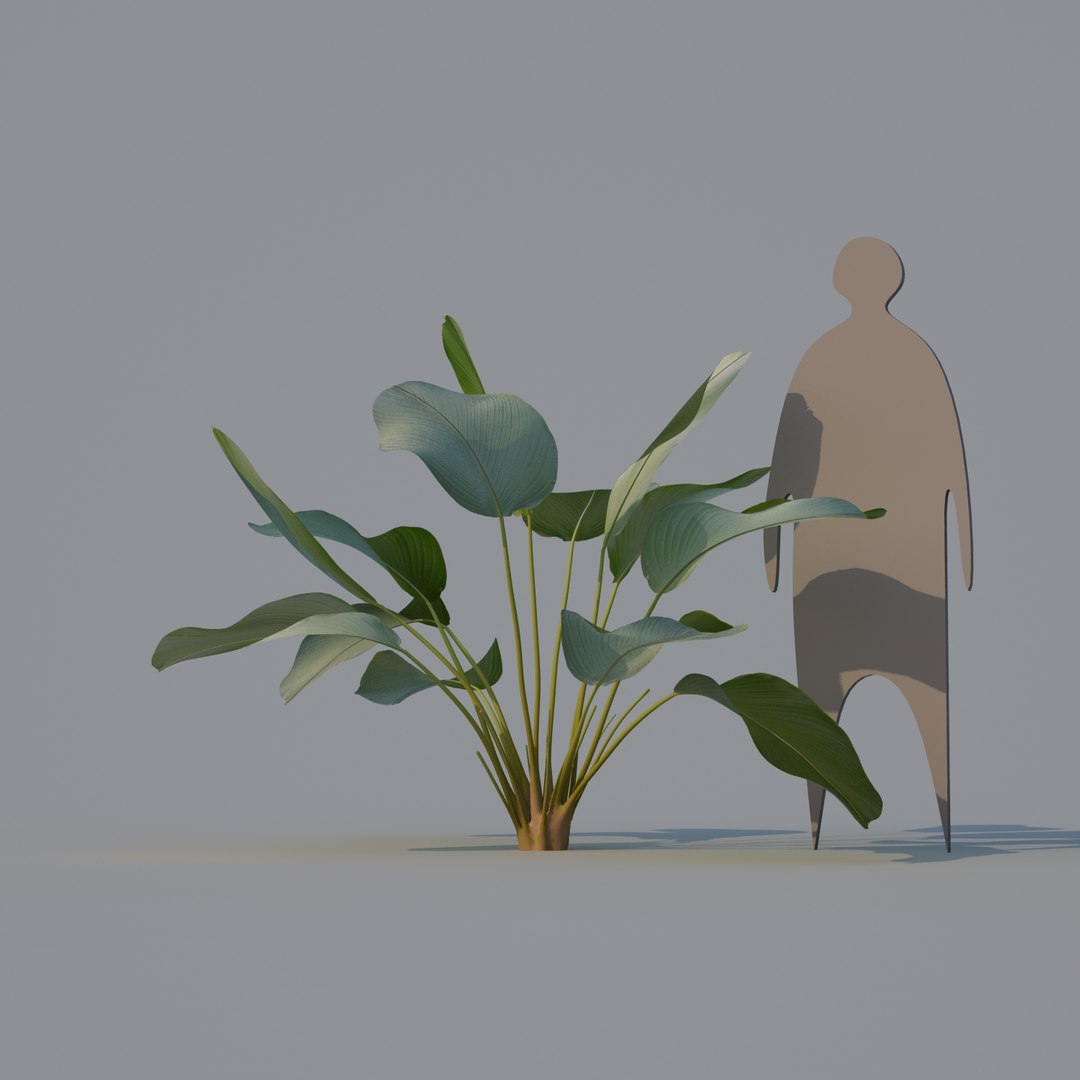 3D Lutea Calathea - TurboSquid 1430423