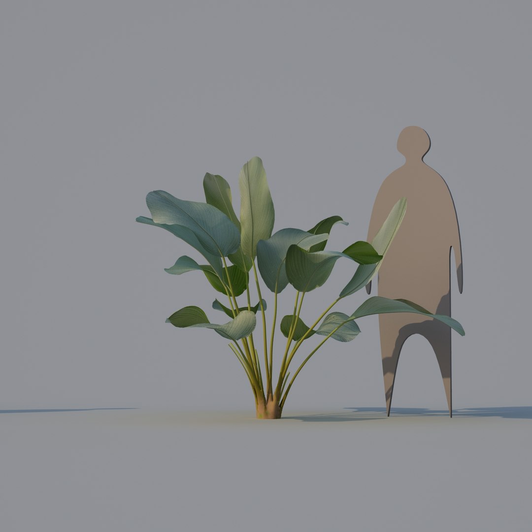 3D Lutea Calathea - TurboSquid 1430423