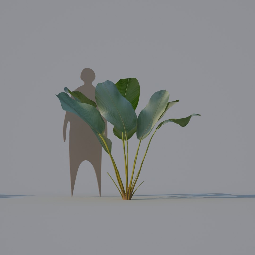 3D Lutea Calathea - TurboSquid 1430423