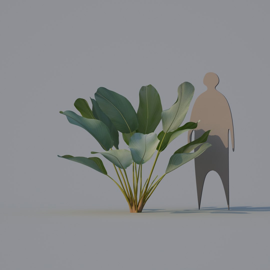 3D Lutea Calathea - TurboSquid 1430423