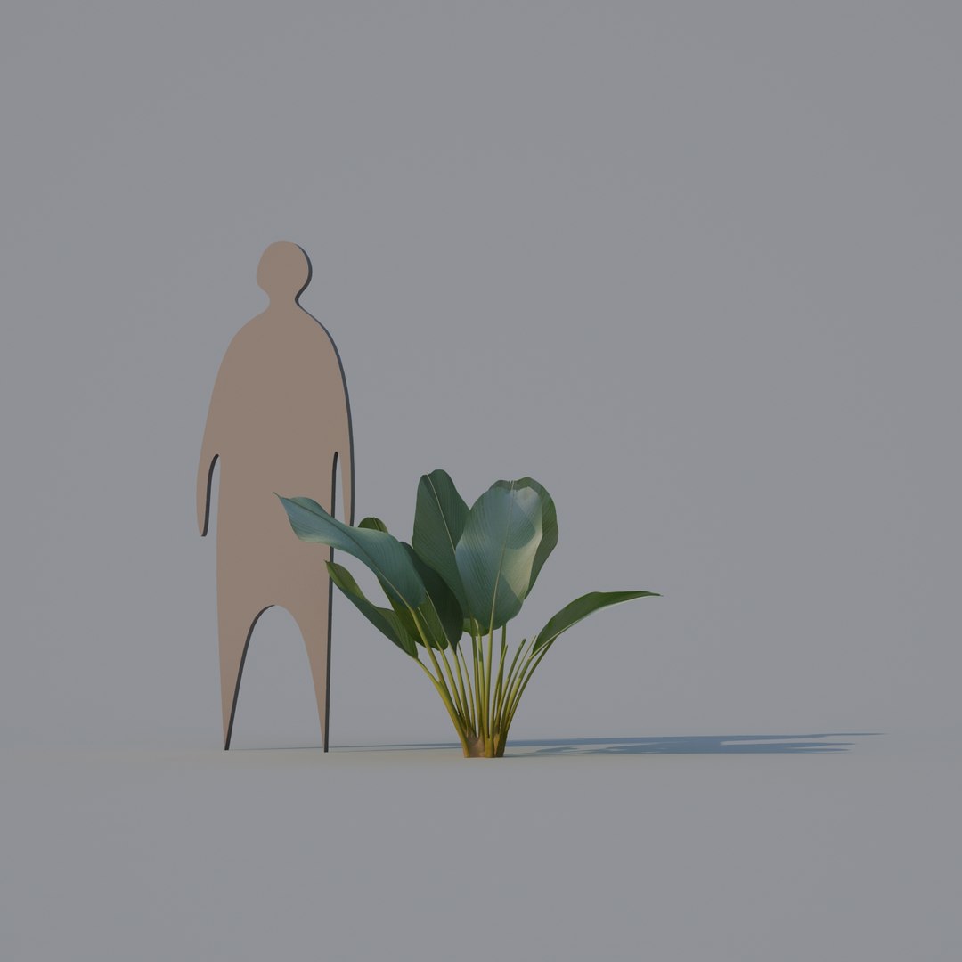 3D Lutea Calathea - TurboSquid 1430423