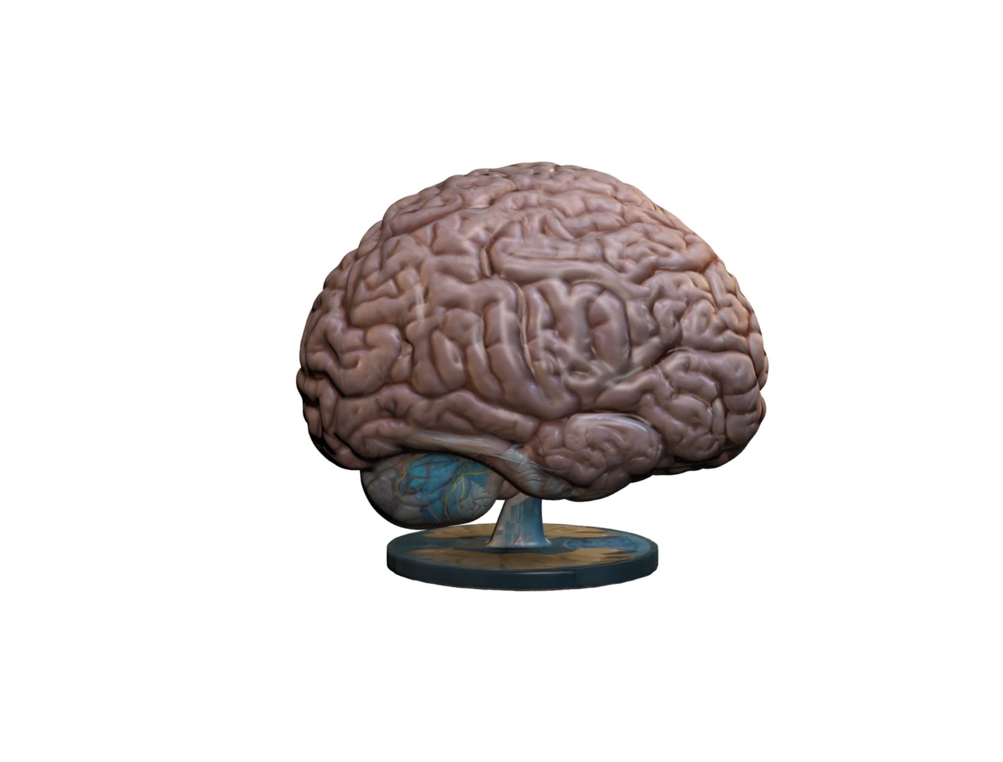 Human Brain 3D Model 3D Model - TurboSquid 2319217