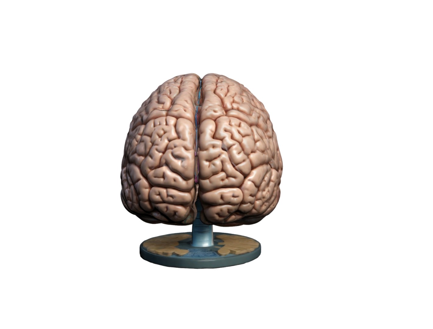 Human Brain 3D Model 3D Model - TurboSquid 2319217