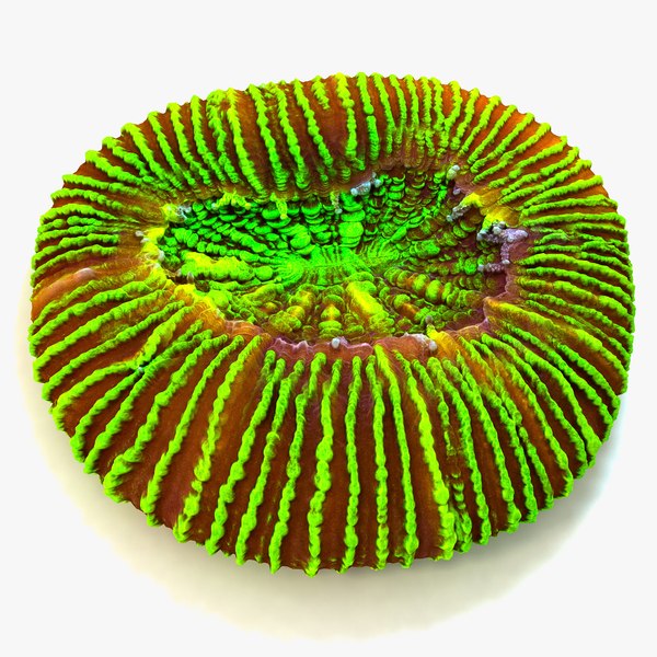 Sea floor 3D model - TurboSquid 1276338