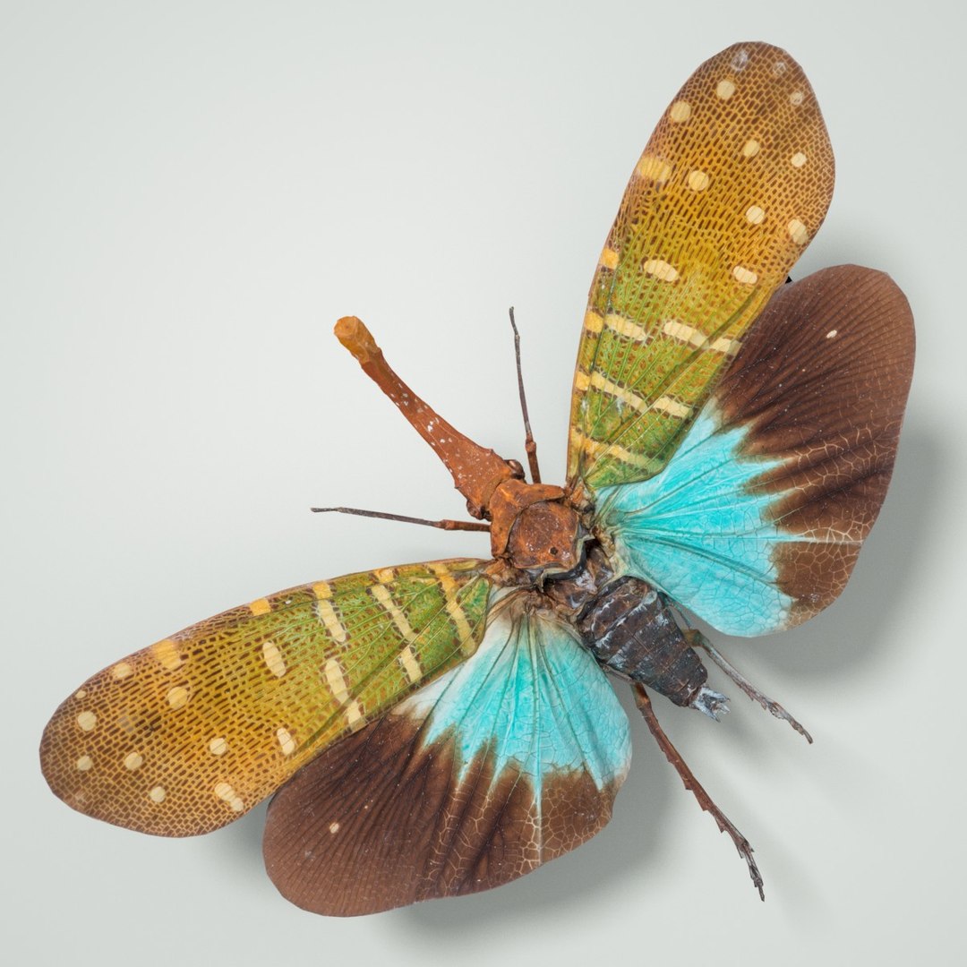 Cicadinae Pyrops Pyrorgyncha Borneo 3D Model - TurboSquid 1222676