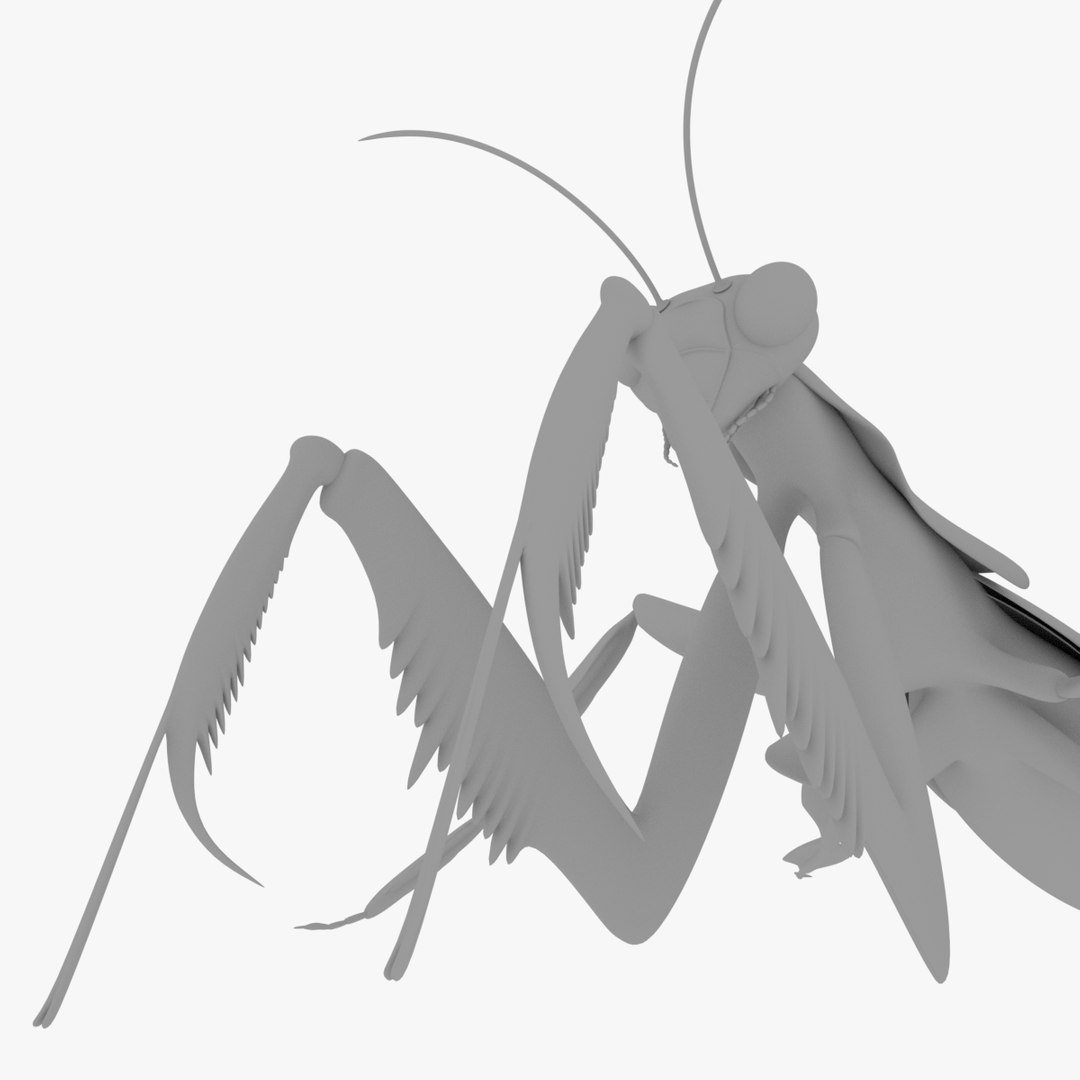 Praying Mantis 3D Model - TurboSquid 1229582