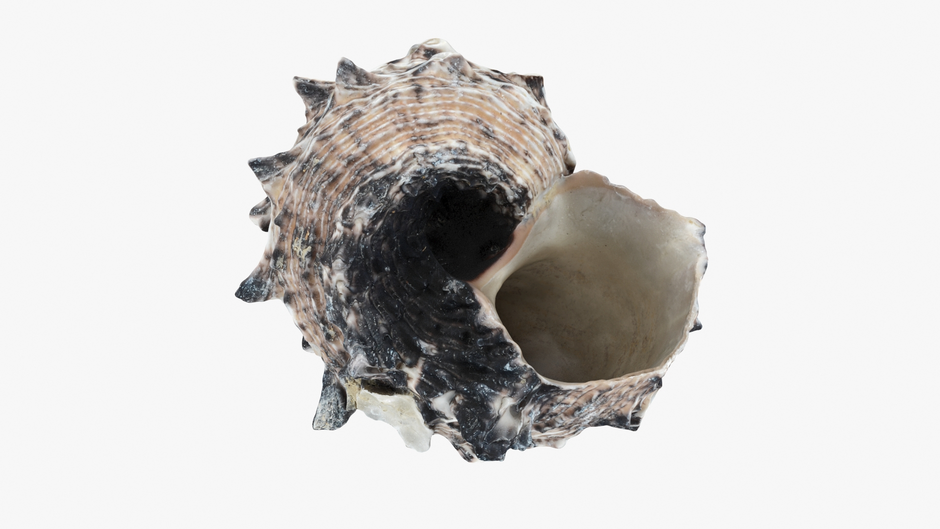 3D Angaria Delphinus 2 - TurboSquid 2214399