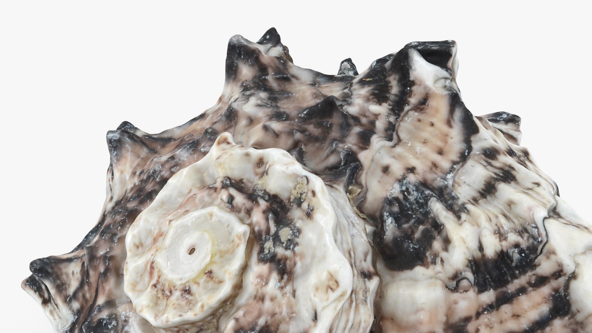 3D Angaria Delphinus 2 - TurboSquid 2214399