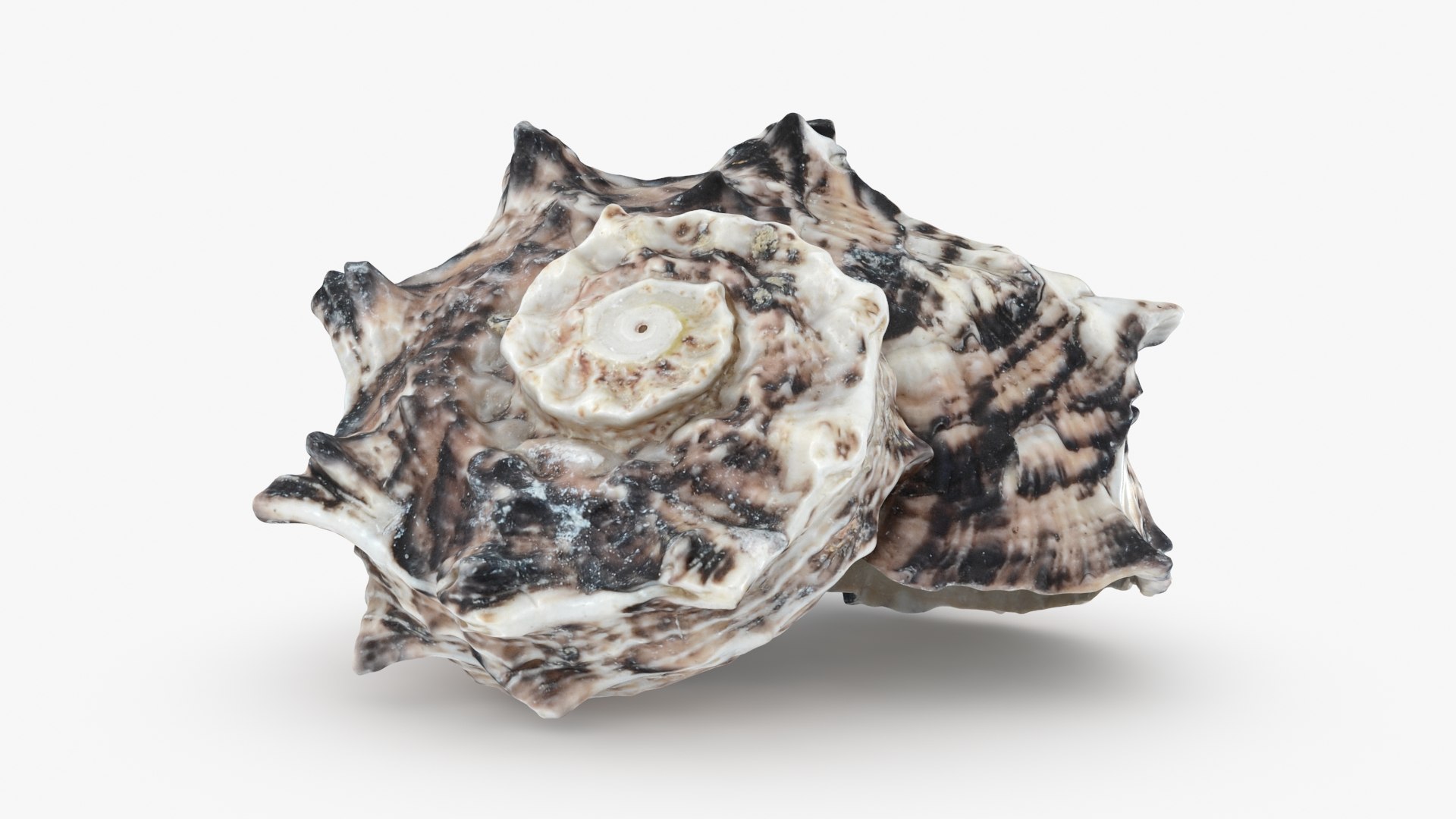 3D Angaria Delphinus 2 - TurboSquid 2214399