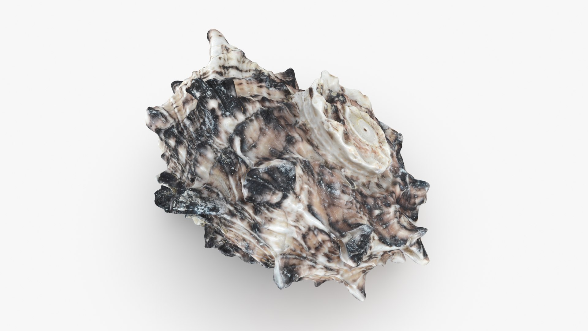 3D Angaria Delphinus 2 - TurboSquid 2214399