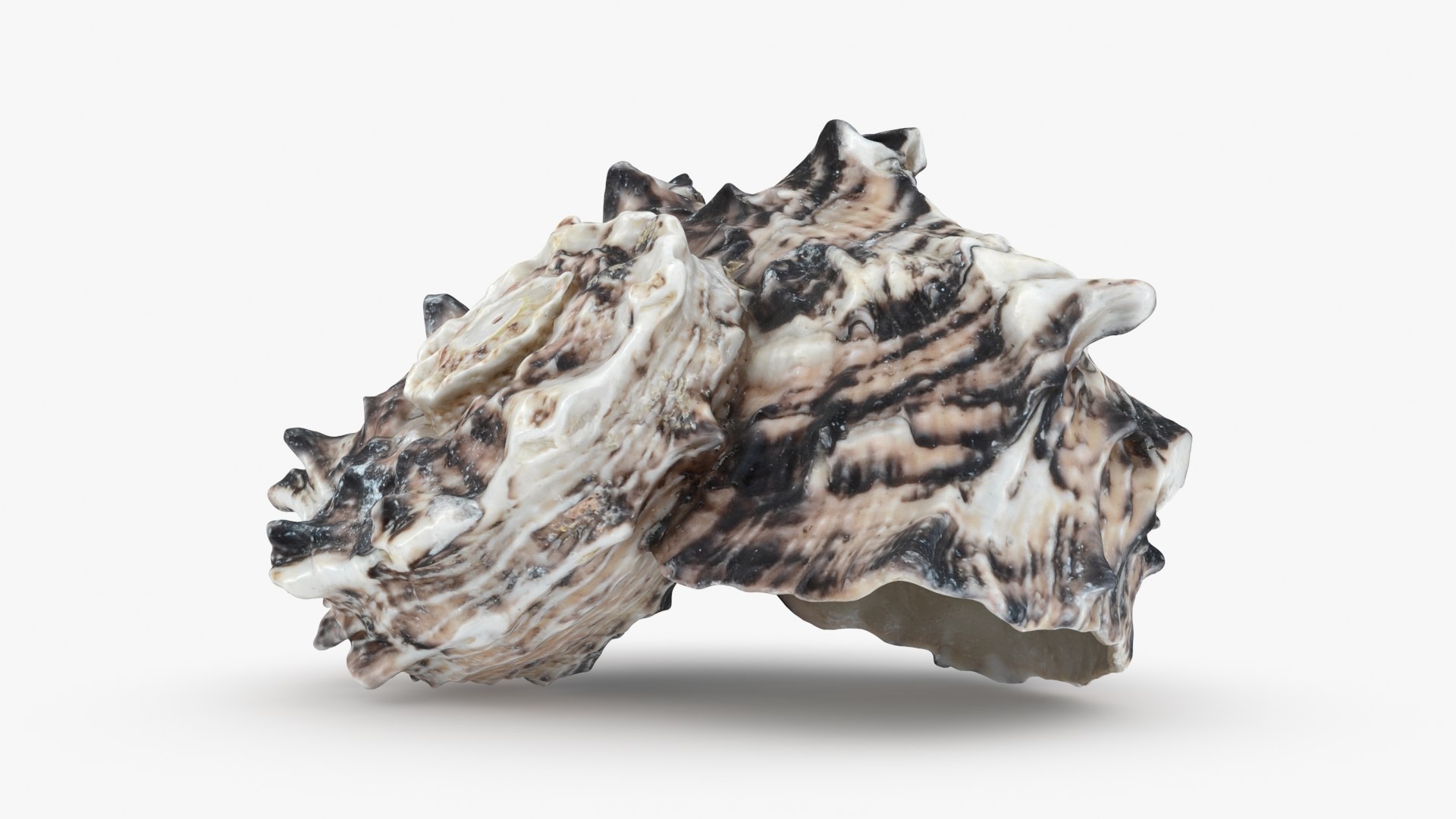 3D Angaria Delphinus 2 - TurboSquid 2214399