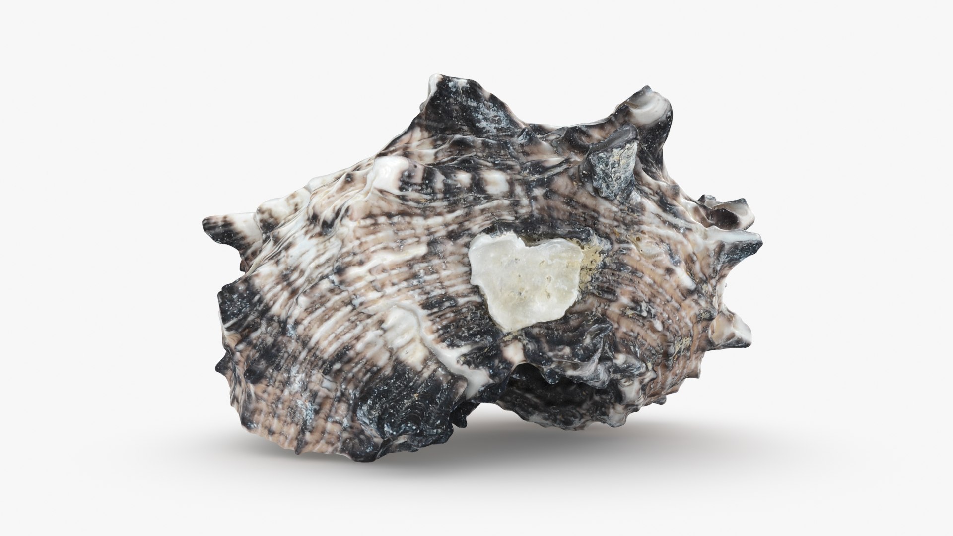 3D Angaria Delphinus 2 - TurboSquid 2214399