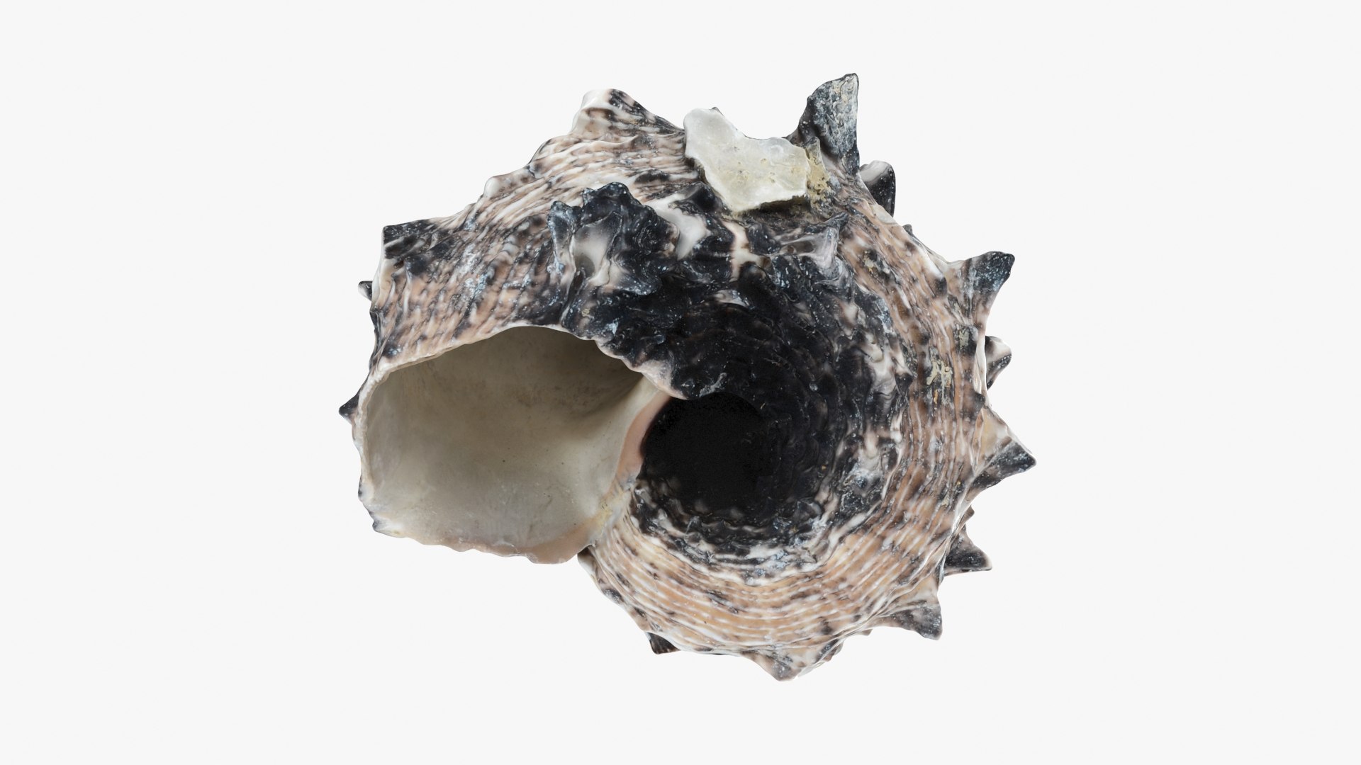 3D Angaria Delphinus 2 - TurboSquid 2214399