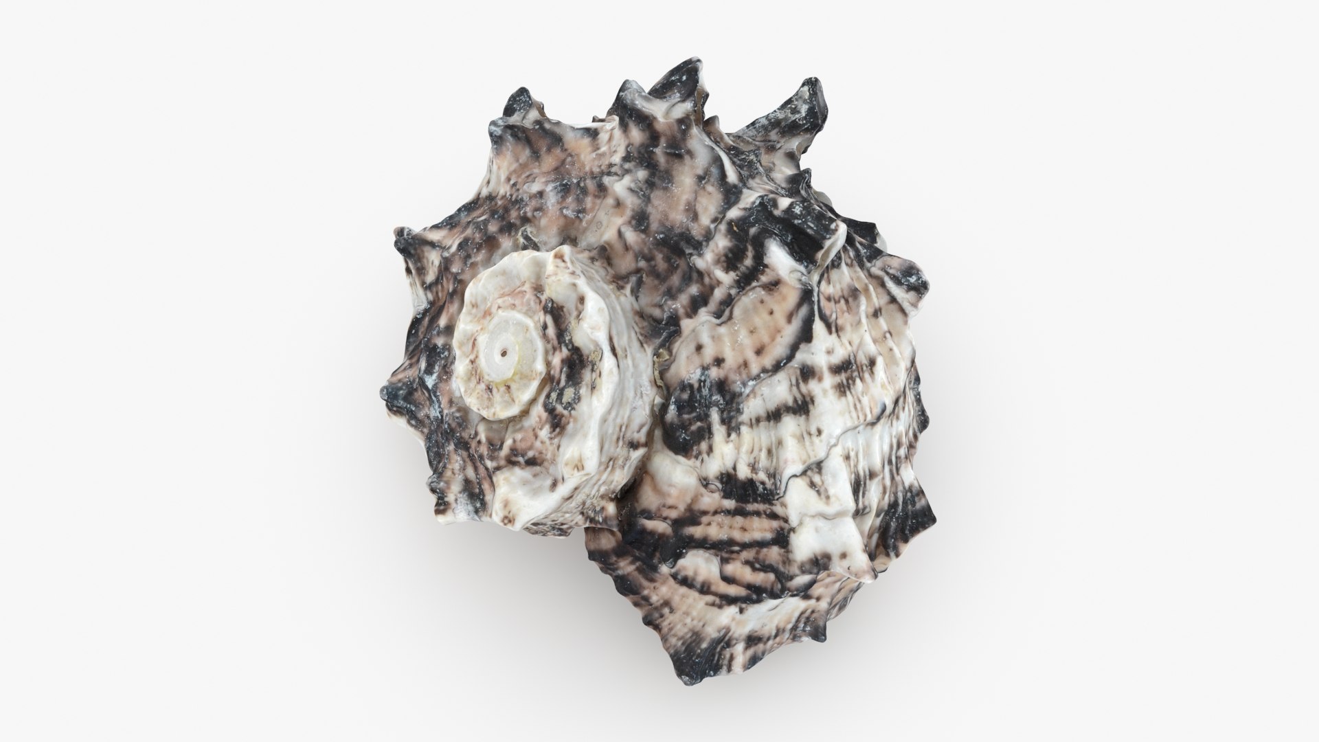 3D Angaria Delphinus 2 - TurboSquid 2214399