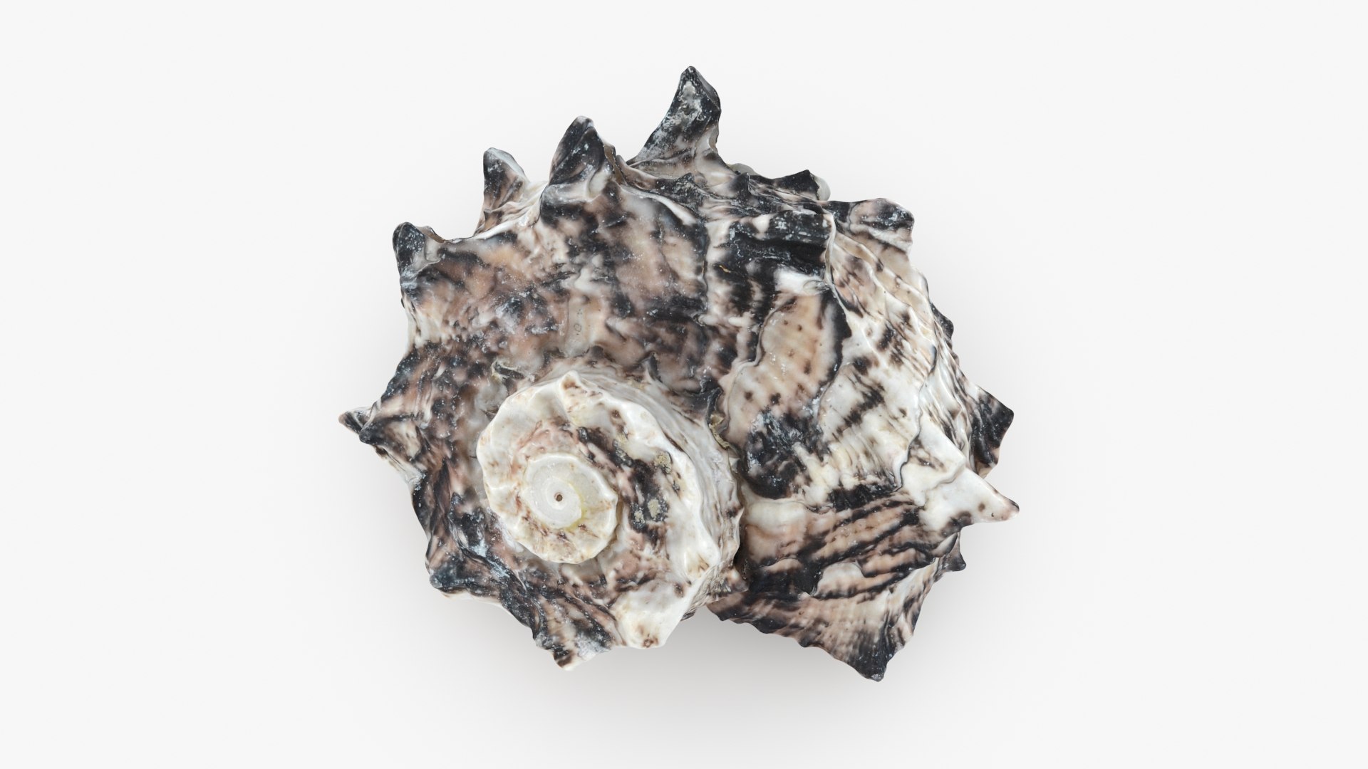 3D Angaria Delphinus 2 - TurboSquid 2214399