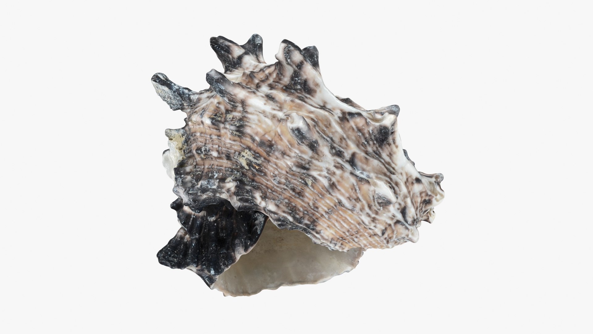 3D Angaria Delphinus 2 - TurboSquid 2214399