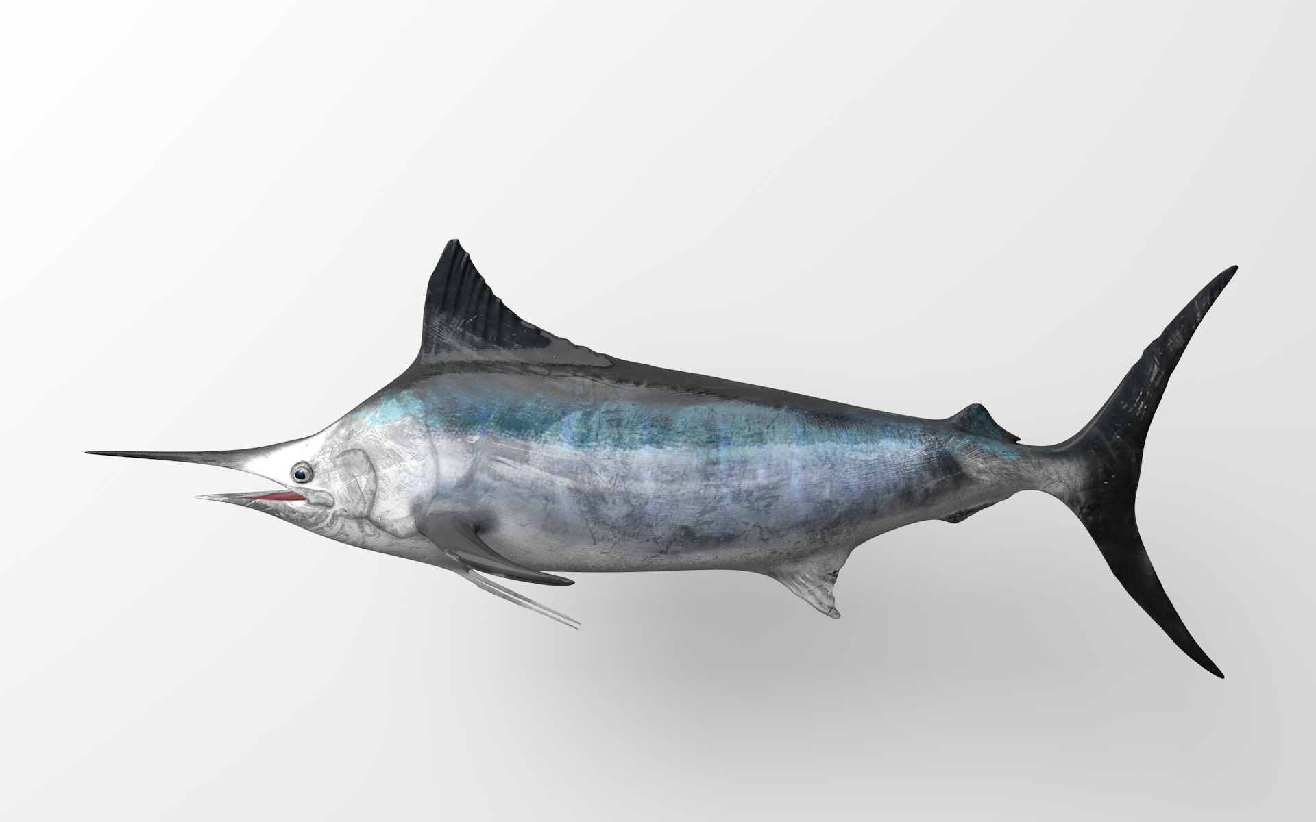 3D model Marlin Rigged L1590 - TurboSquid 1826251