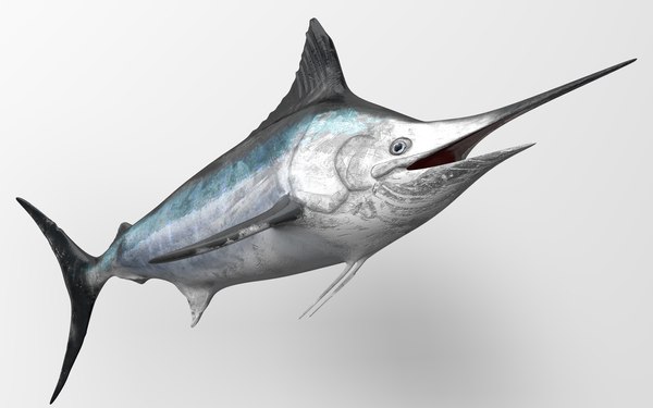 3D model Marlin Rigged L1590 - TurboSquid 1826251