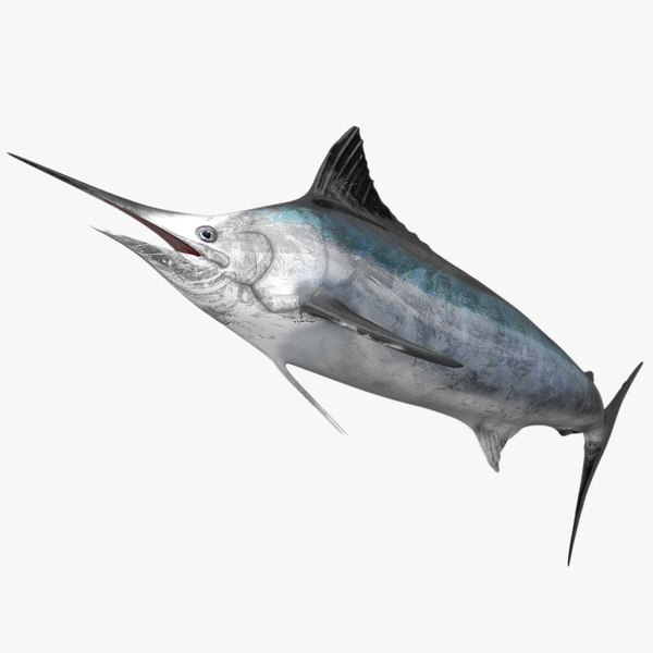 3D model Marlin Rigged L1590 - TurboSquid 1826251