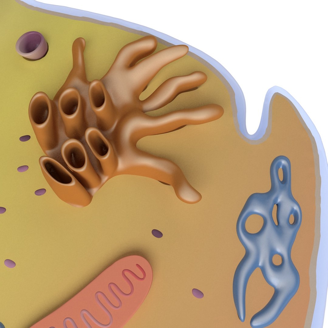 3D Biological Cell Model - TurboSquid 1225448