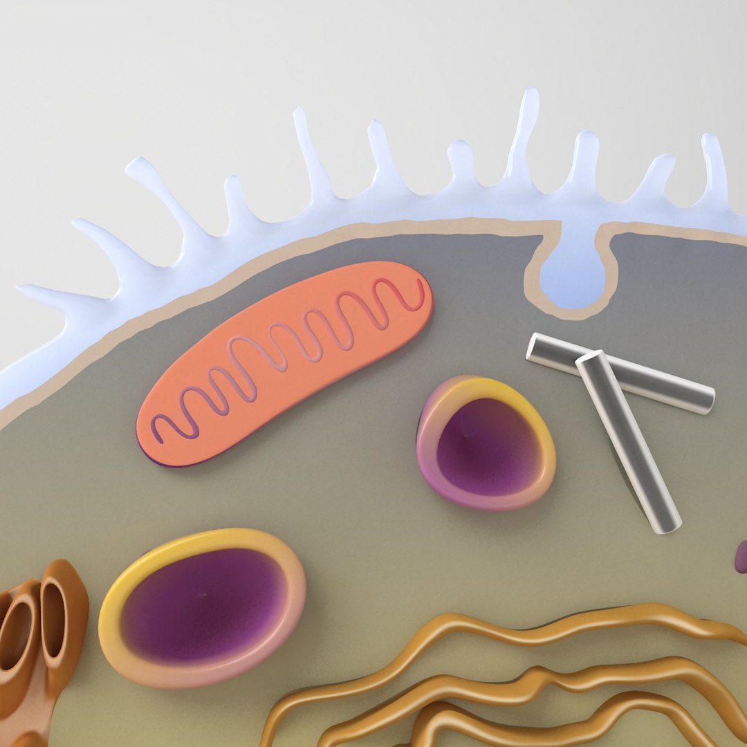 3D Biological Cell Model - TurboSquid 1225448