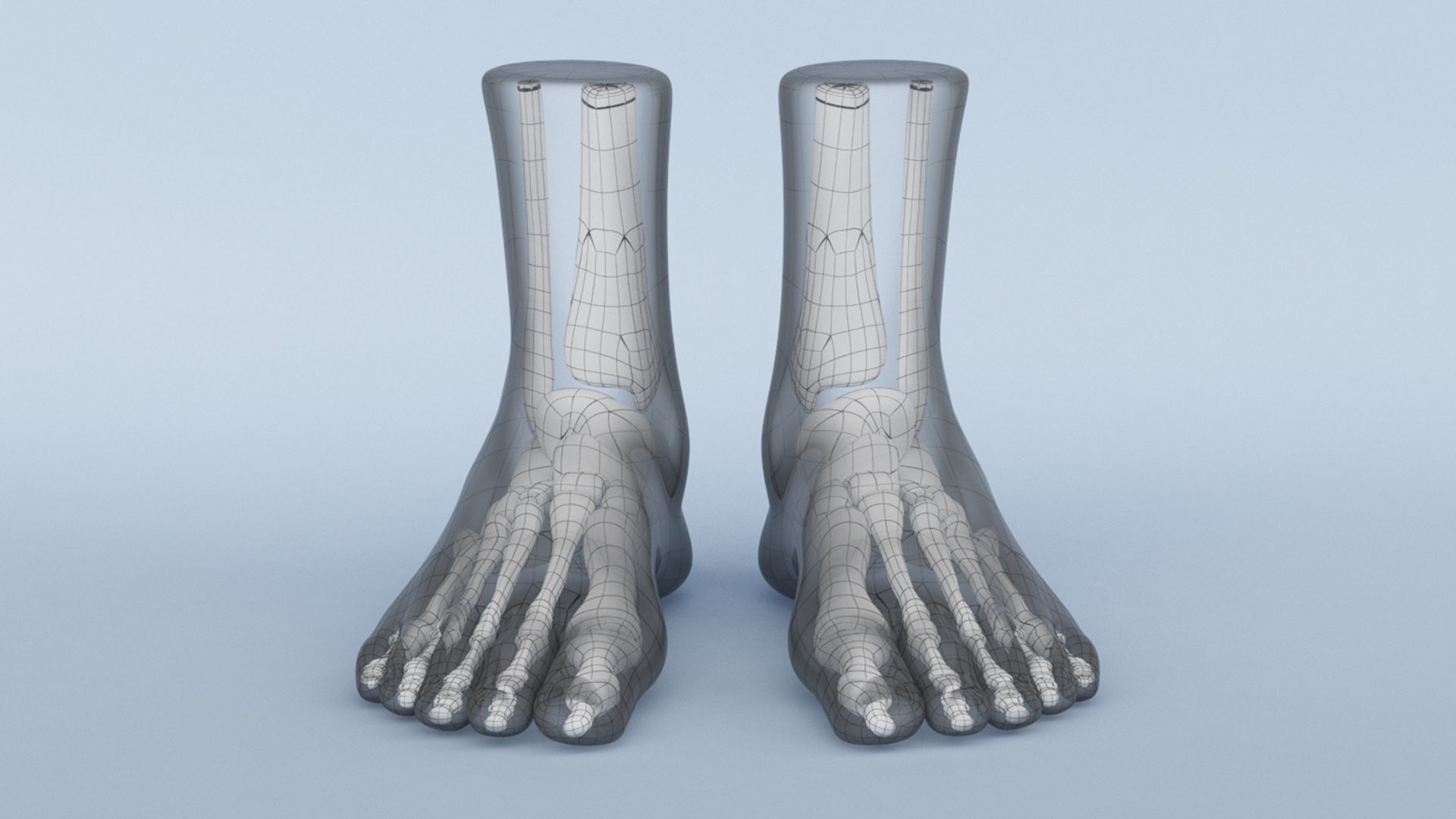 Obj Foot Anatomy