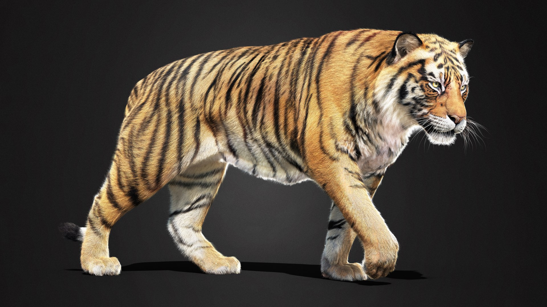 3D Tiger 2025 Static Xgen-Core Model - TurboSquid 2370914