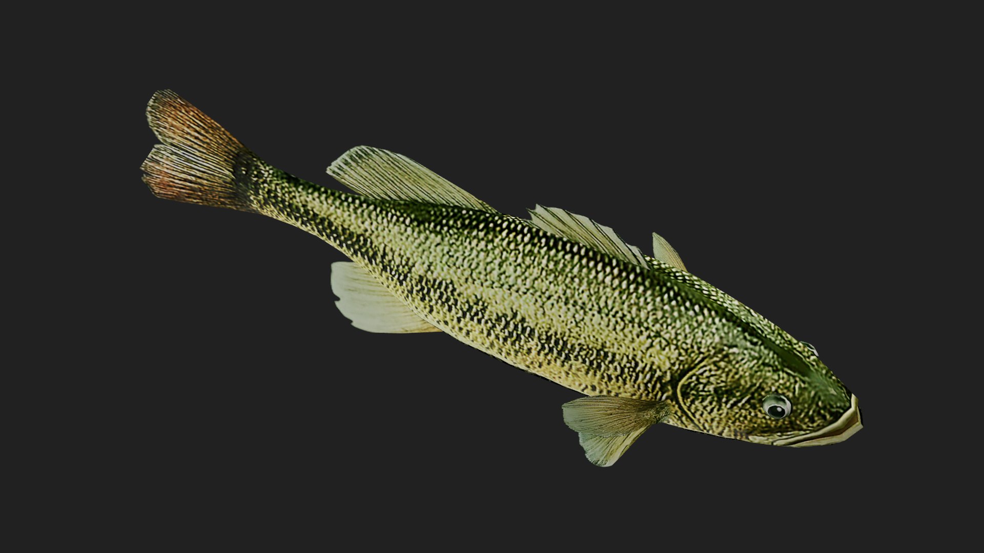 Bass Fish 3D Model - TurboSquid 2119699