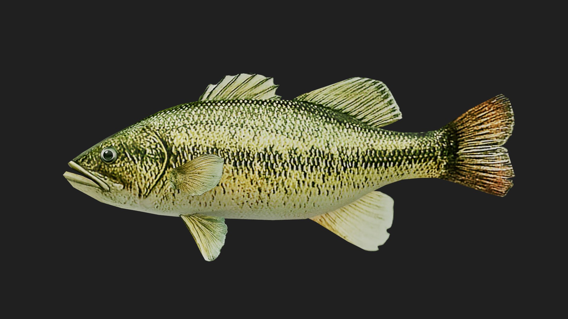 Bass Fish 3D Model - TurboSquid 2119699
