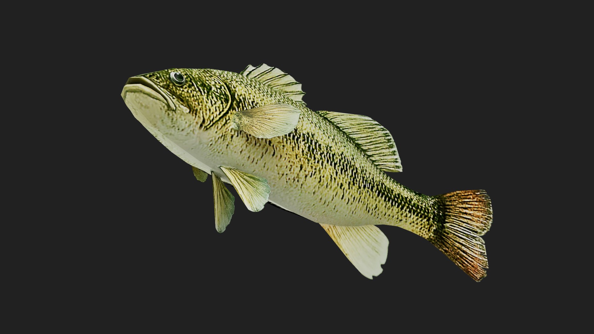 Bass Fish 3D Model - TurboSquid 2119699