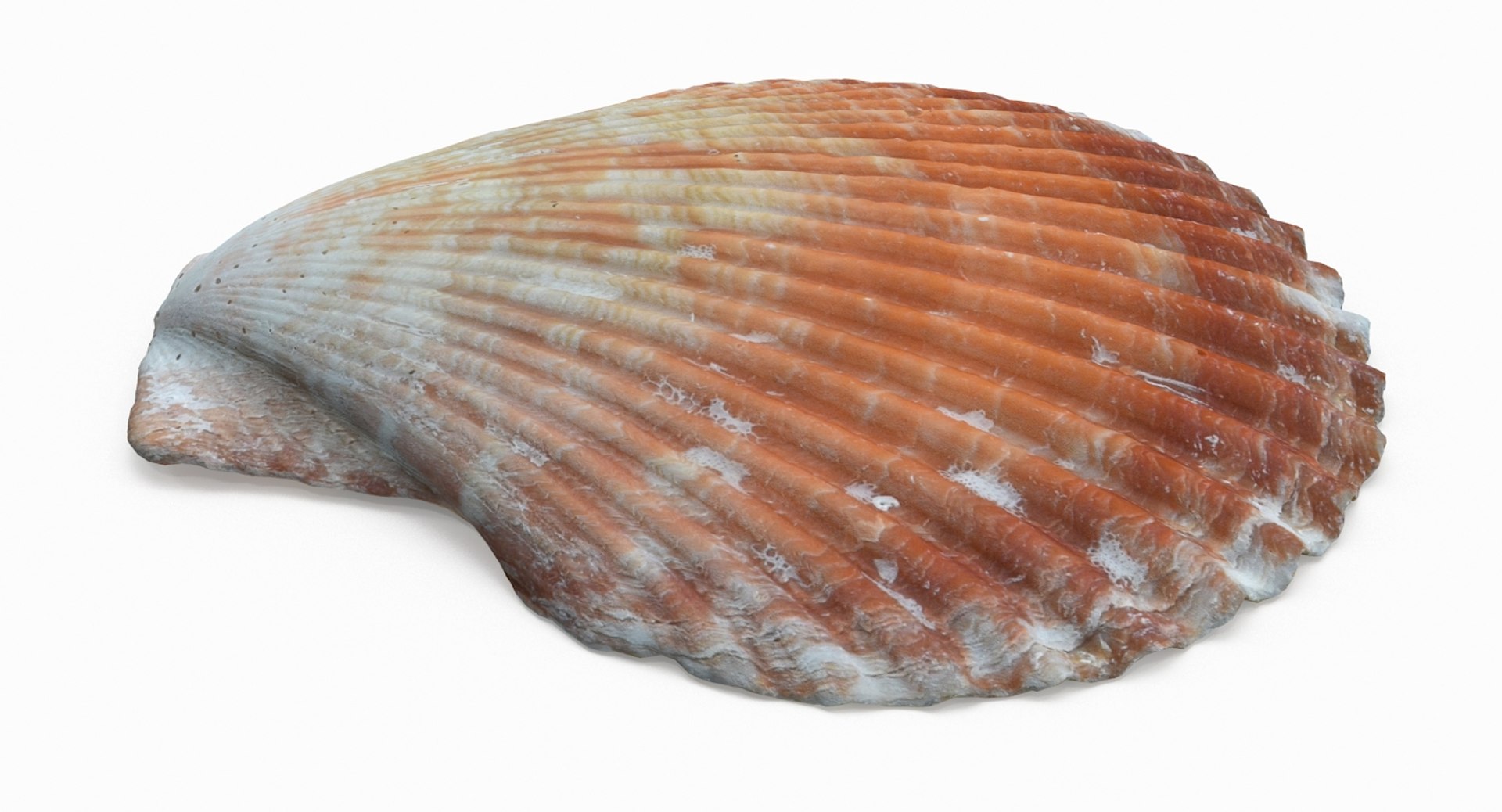 Scallop Shell 3D Model - TurboSquid 1170979