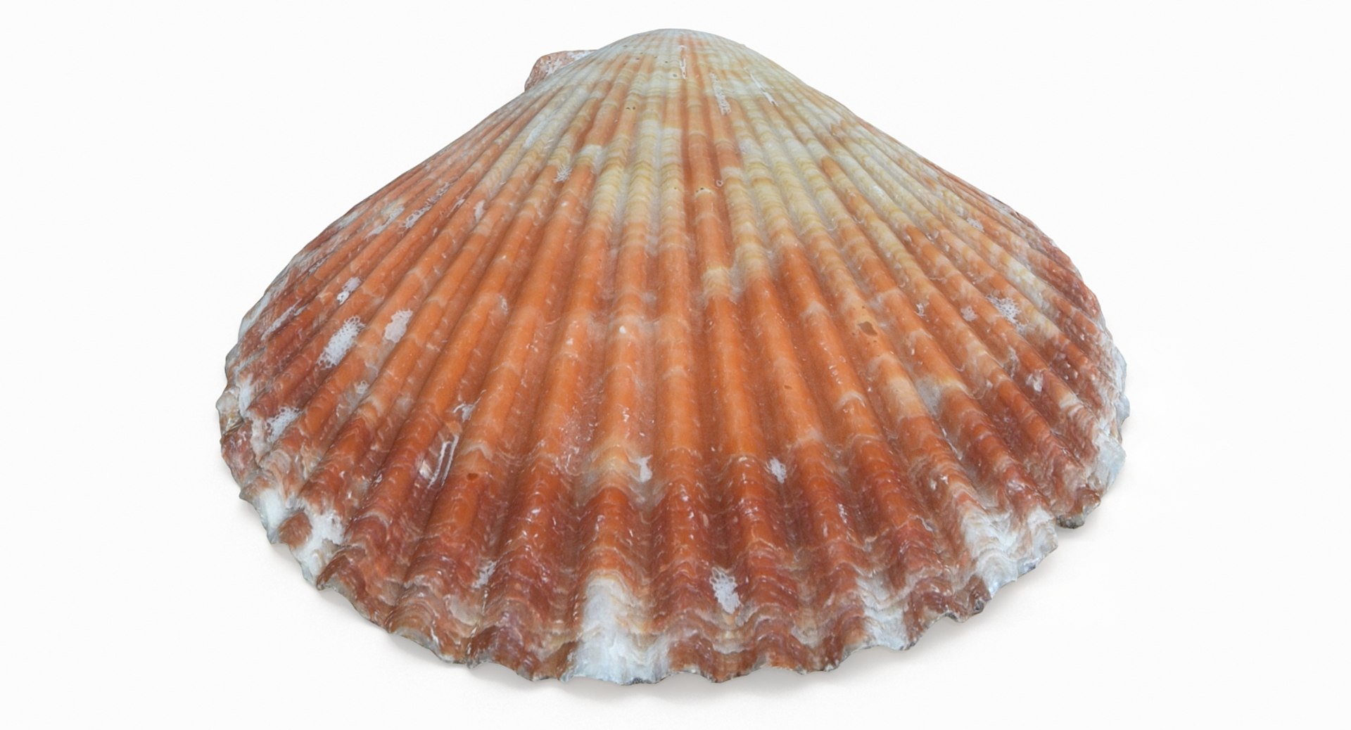 Scallop Shell 3D Model - TurboSquid 1170979