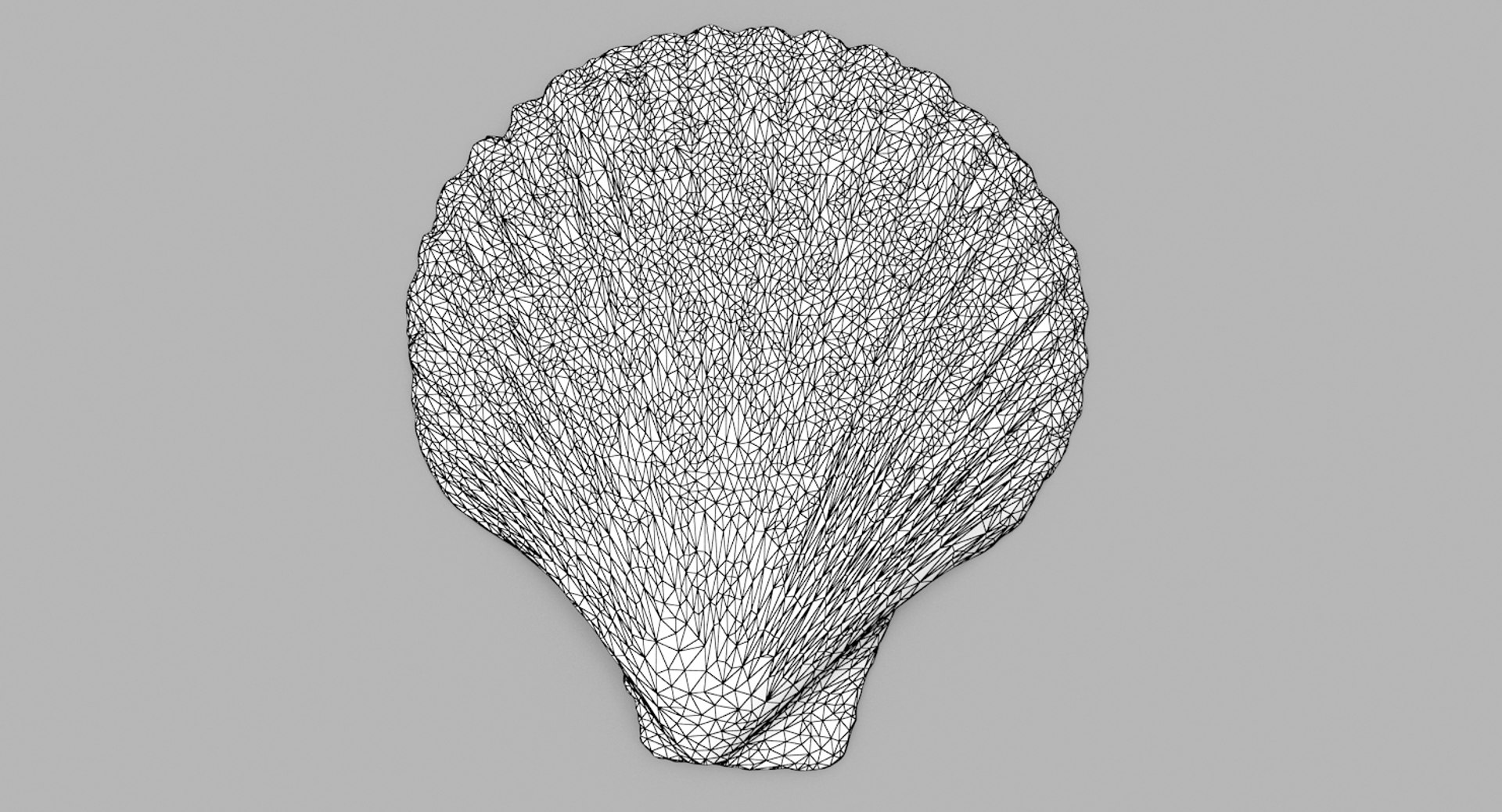 Scallop Shell 3D Model - TurboSquid 1170979