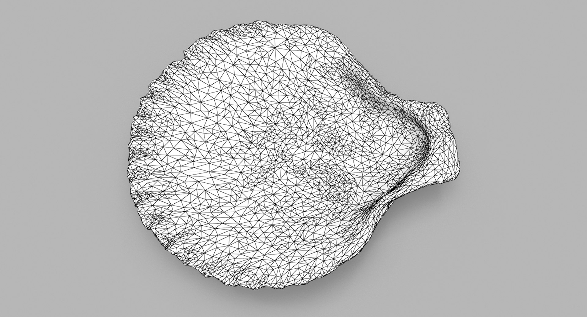 Scallop Shell 3D Model - TurboSquid 1170979