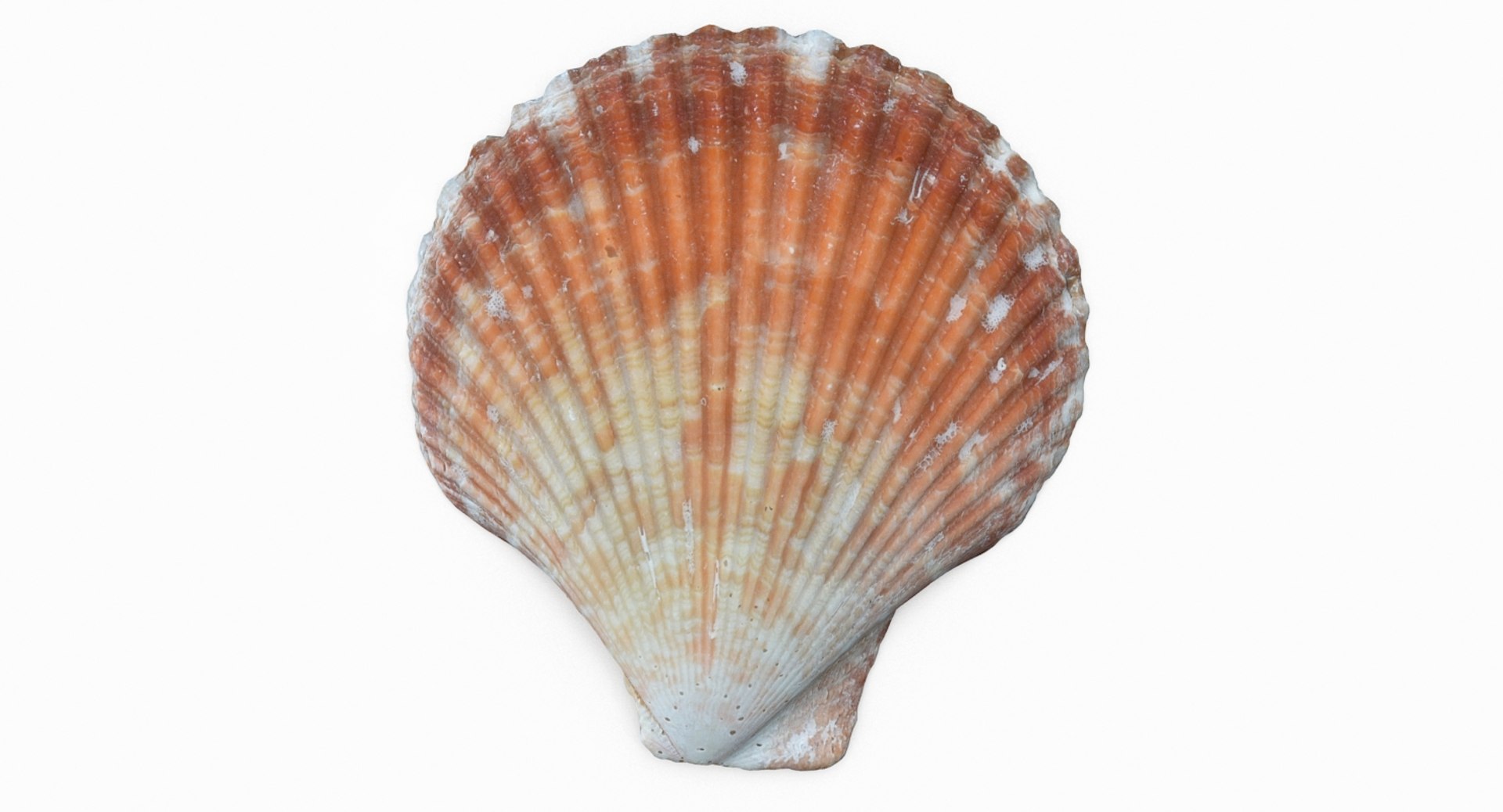 Scallop Shell 3D Model - TurboSquid 1170979