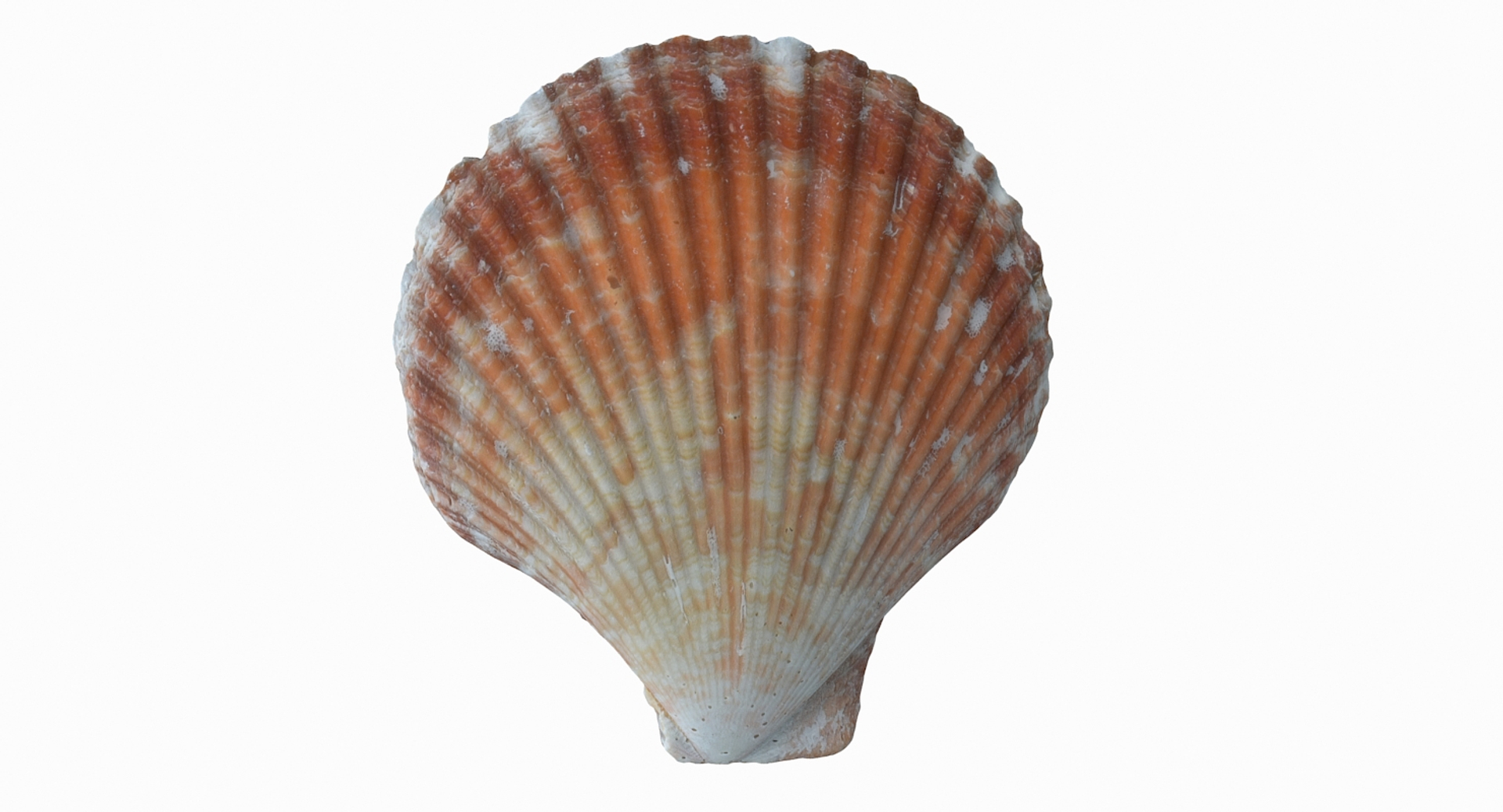 Scallop Shell 3D Model - TurboSquid 1170979