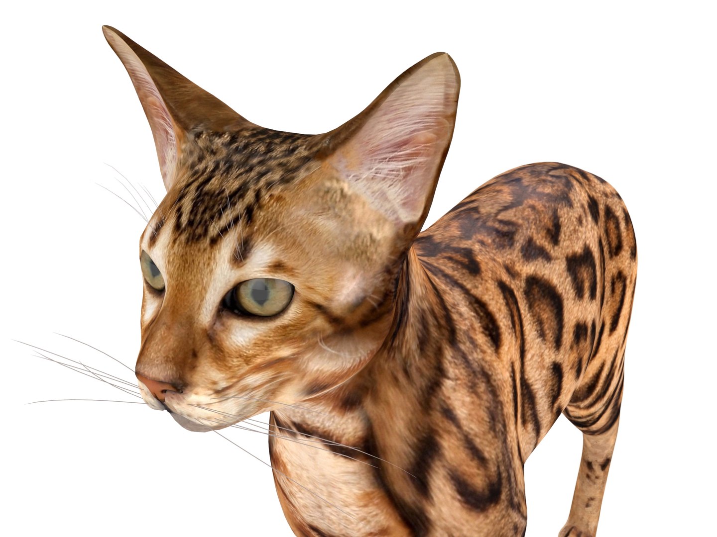 3d Model Bengal Cat Fur