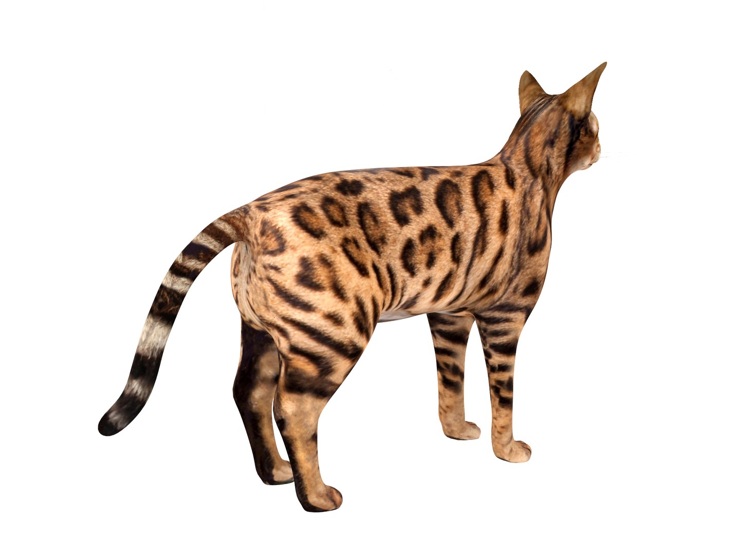 3d Model Bengal Cat Fur