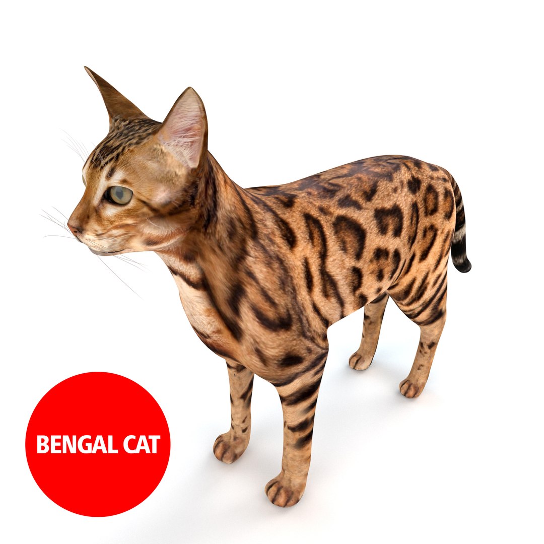 3d Model Bengal Cat Fur